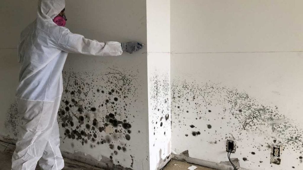 Mould Inspection Near Me | Mould Removal | Mould Test | Causation Report